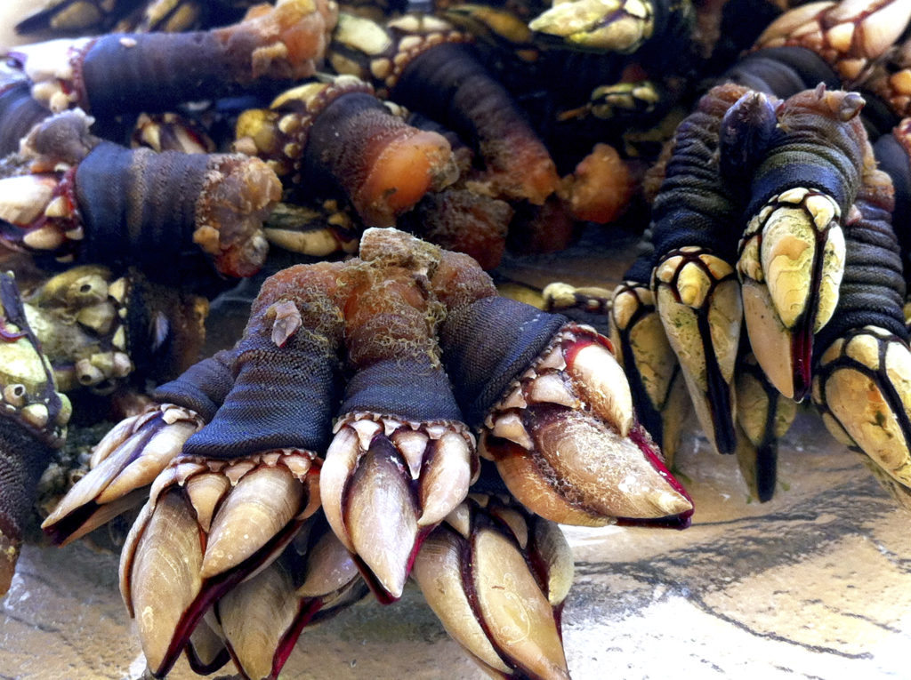 Percebes | Trip Insiders